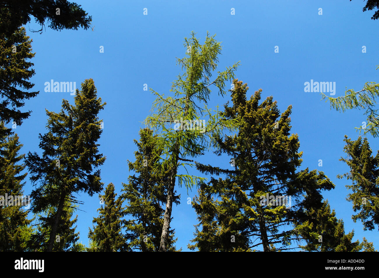 Tree within hi-res stock photography and images - Alamy