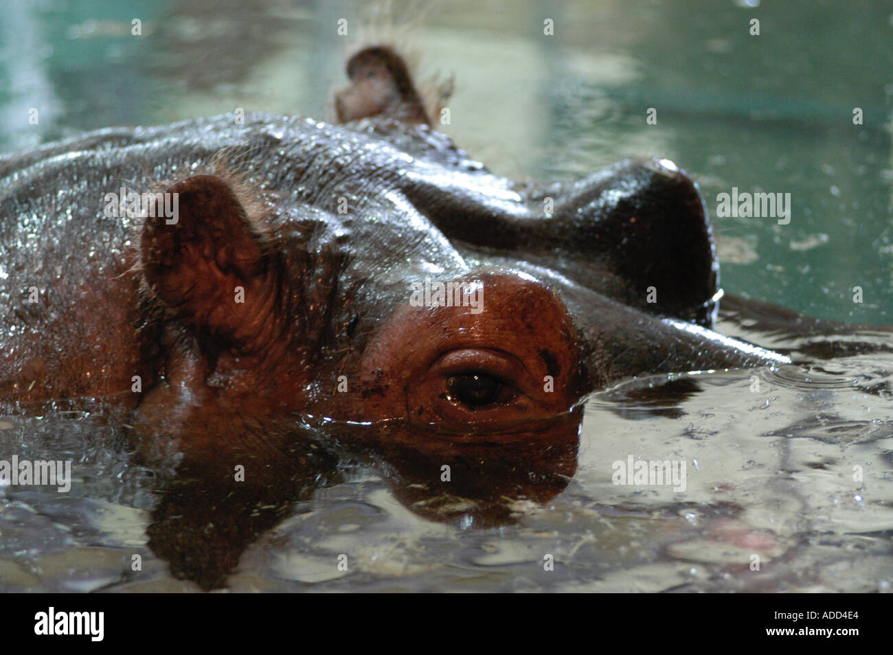 Hippo breeding zoo hi-res stock photography and images - Alamy
