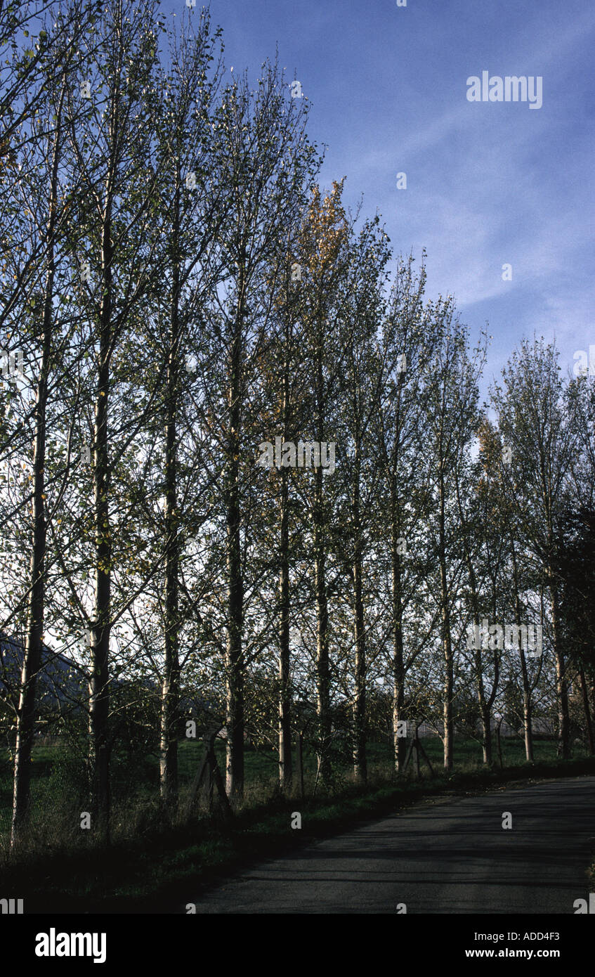 Silver birch trees Worcestershire England Stock Photo - Alamy