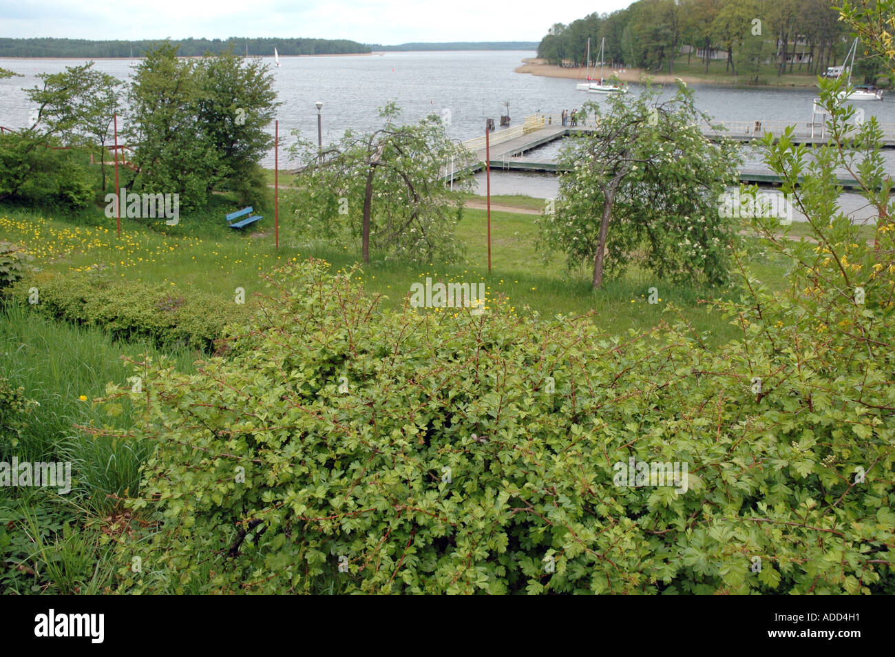 Mazuria hi-res stock photography and images - Alamy