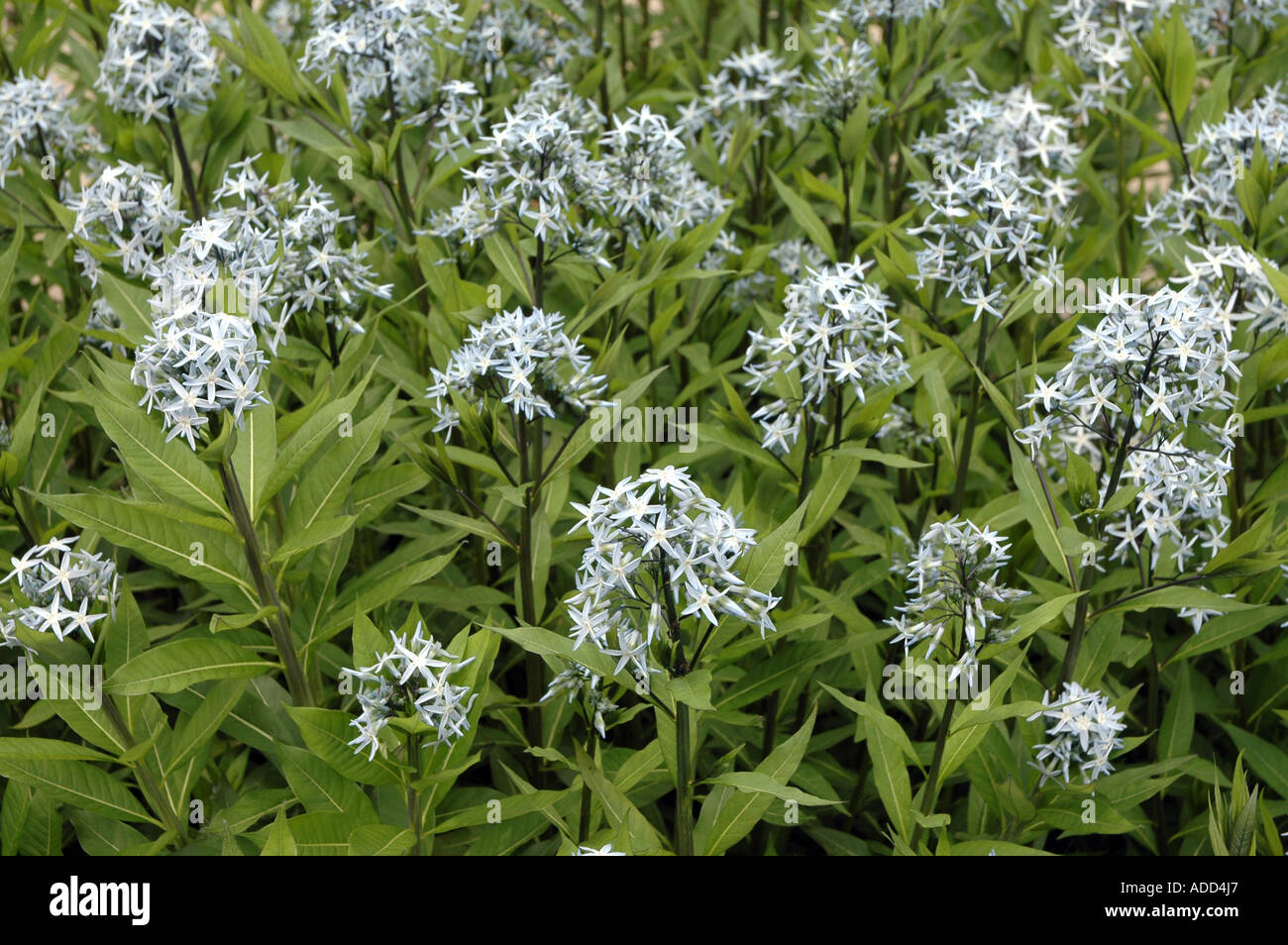 Texas bluestar hi-res stock photography and images - Alamy