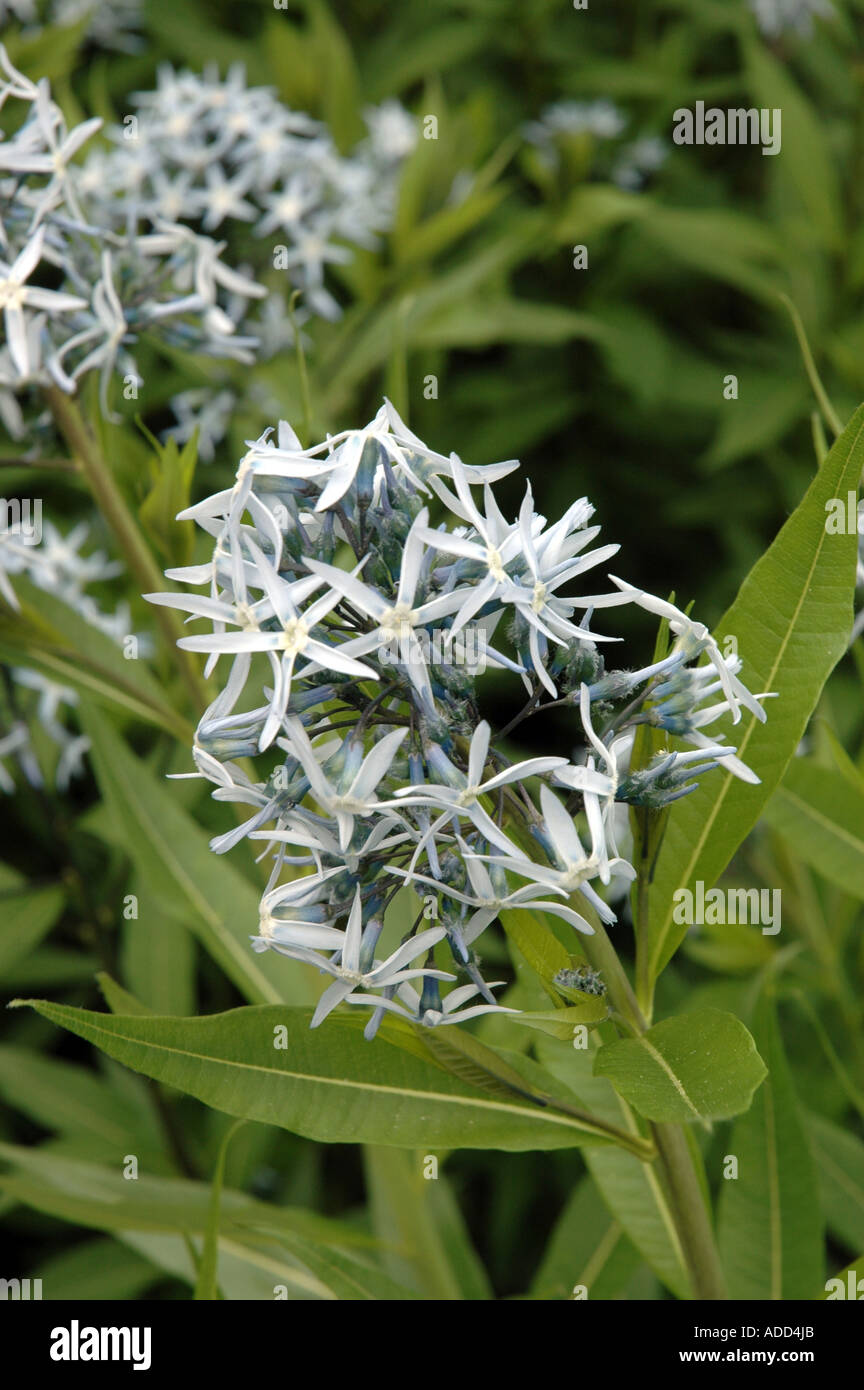 Texas Blue Star Amsonia angustifolia also called Fringed Bluestar or ...
