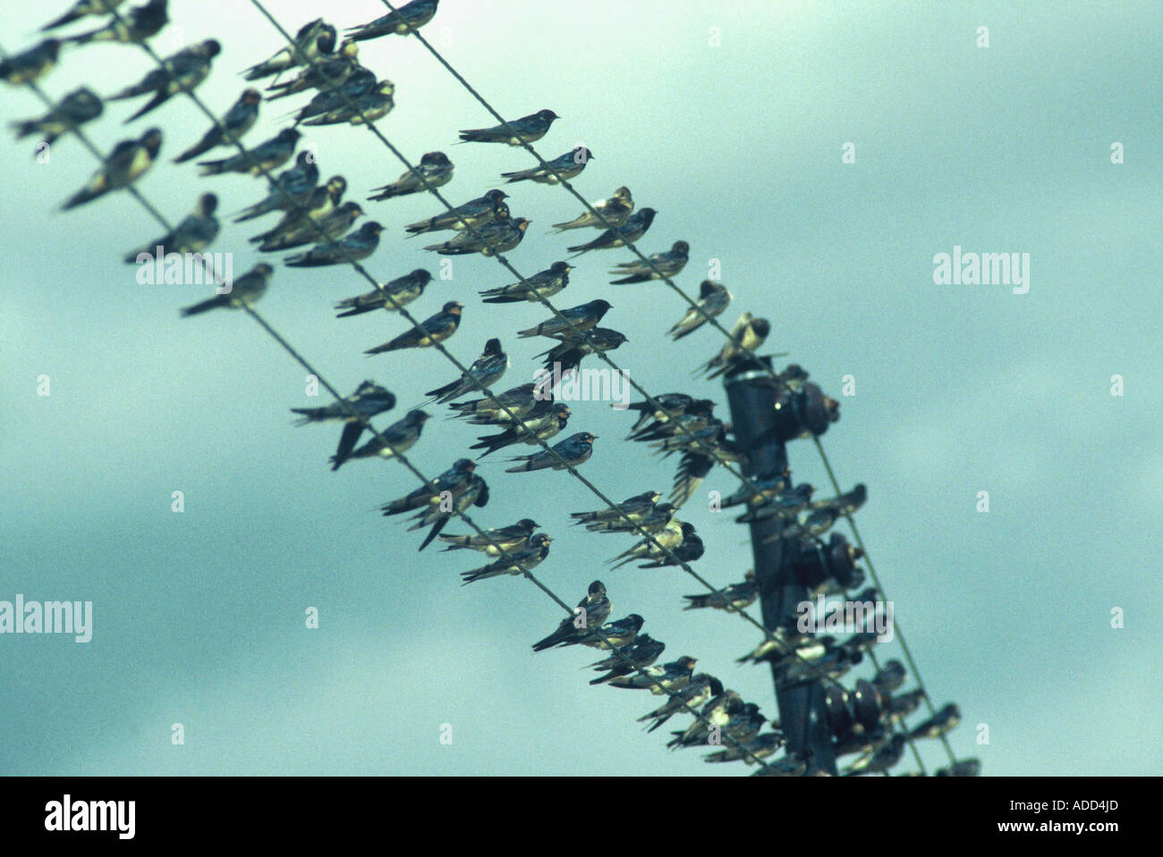 Keratin ready hi-res stock photography and images - Alamy