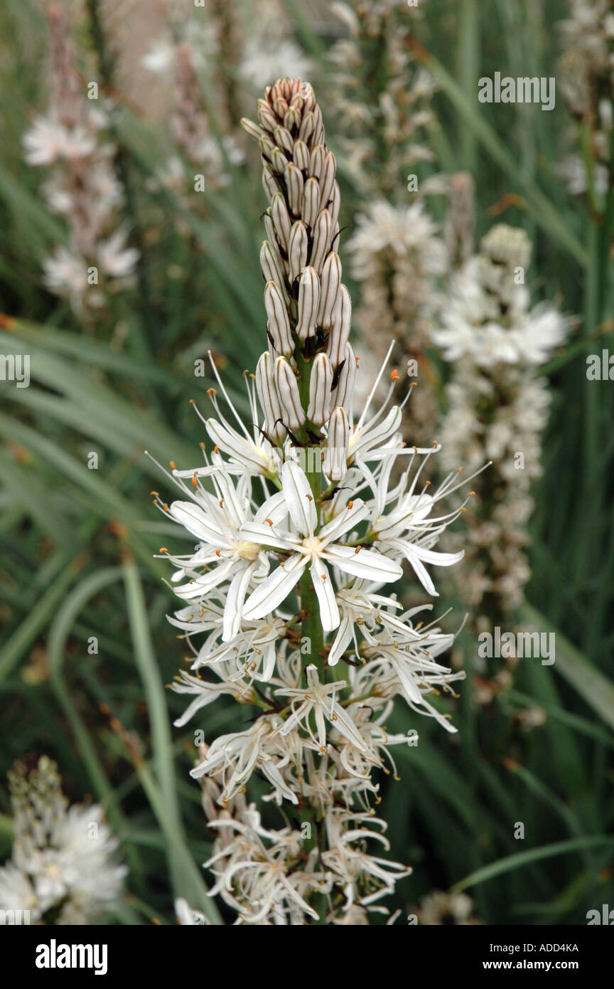 Asphodel leaf hi-res stock photography and images - Alamy