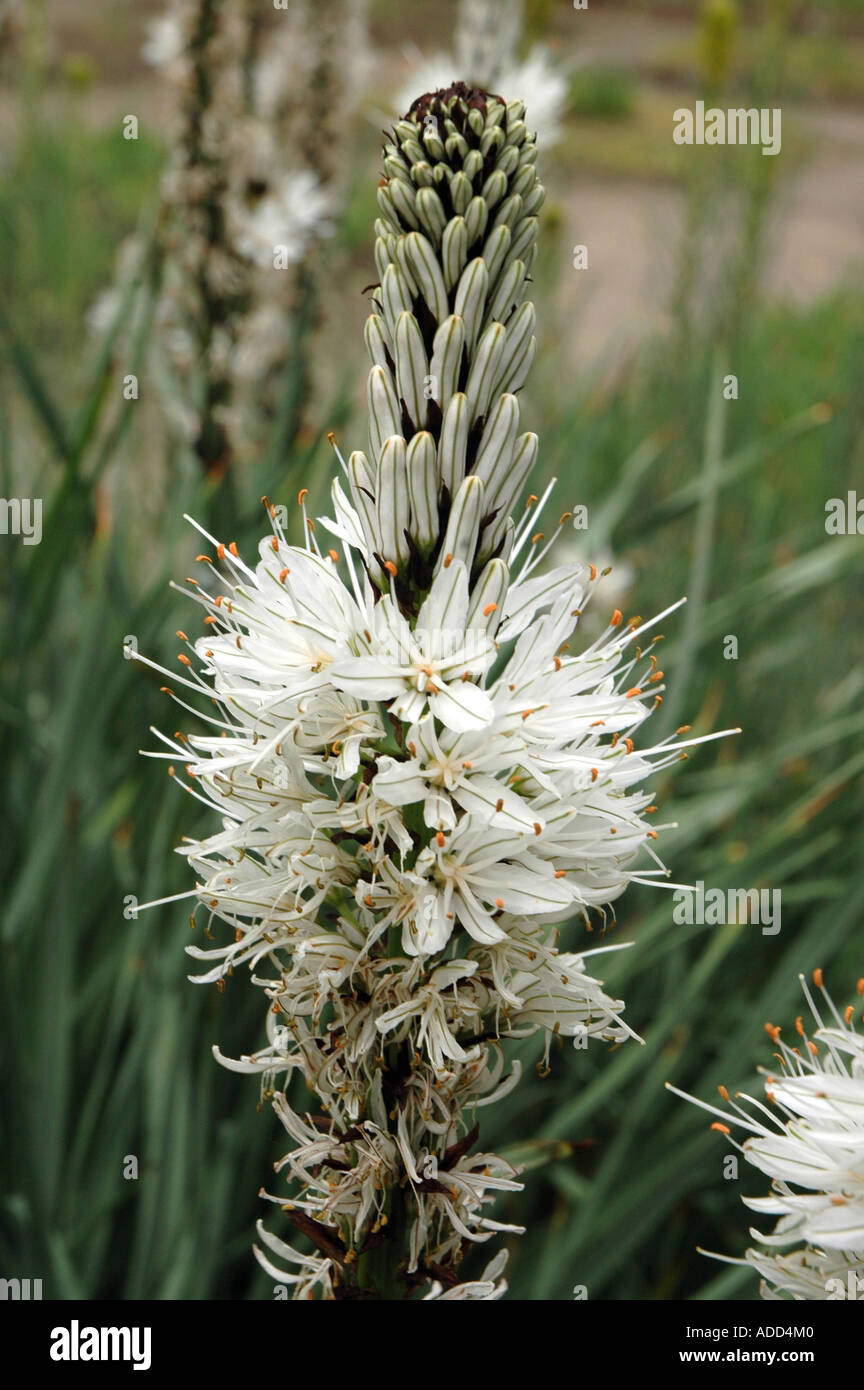 White asphodel Asphodelus albus Stock Photo - Alamy