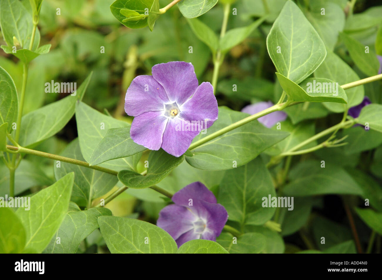 Big leaf periwinkle hi-res stock photography and images - Alamy