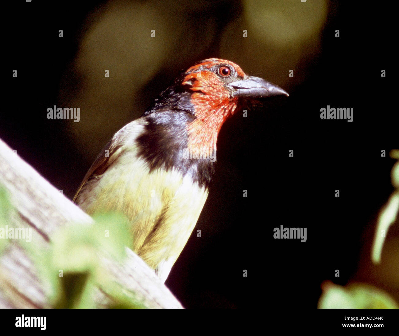 Black Collared Barbet, Lybius torquatus Stock Photo - Alamy