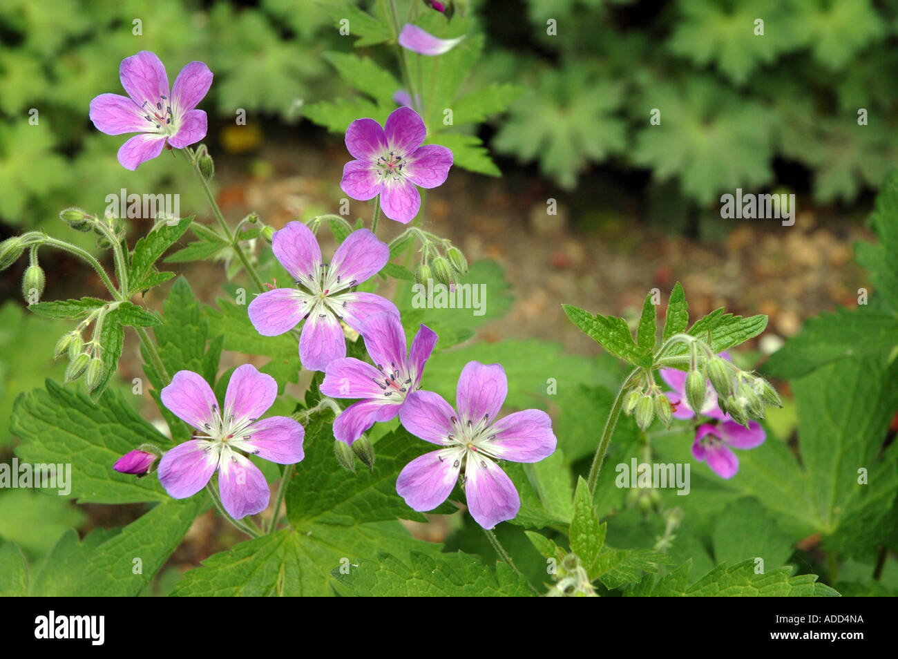 Wood Crane's-bill Geranium sylvaticum Stock Photo - Alamy