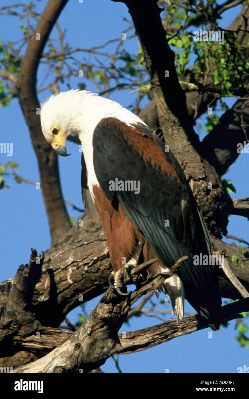 Vocal eagle hi-res stock photography and images - Alamy