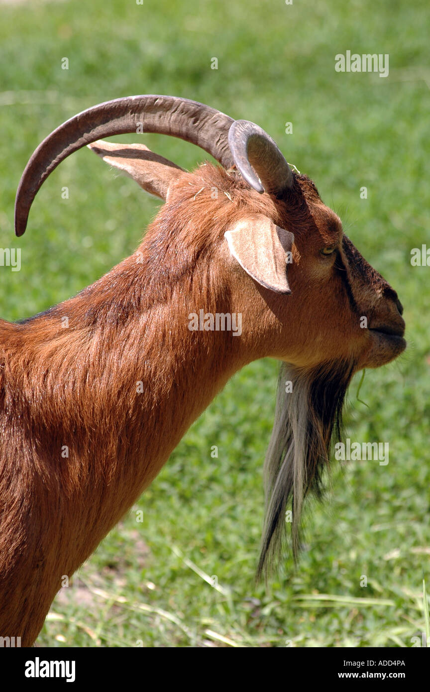 Dwarf goatee hi-res stock photography and images - Alamy