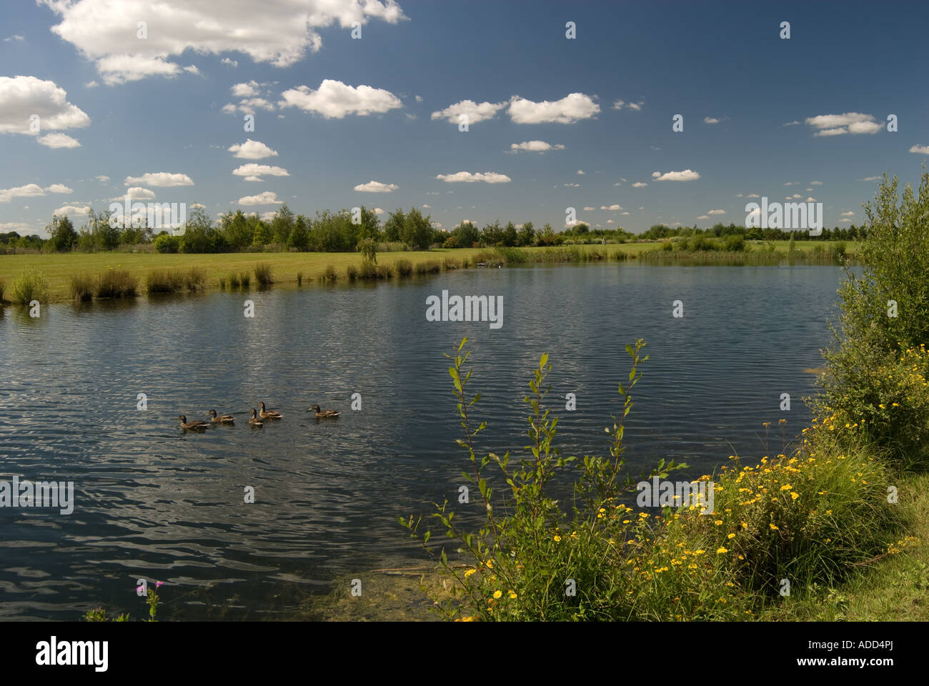 Wetlands at dorney lake park Stock Photo - Alamy
