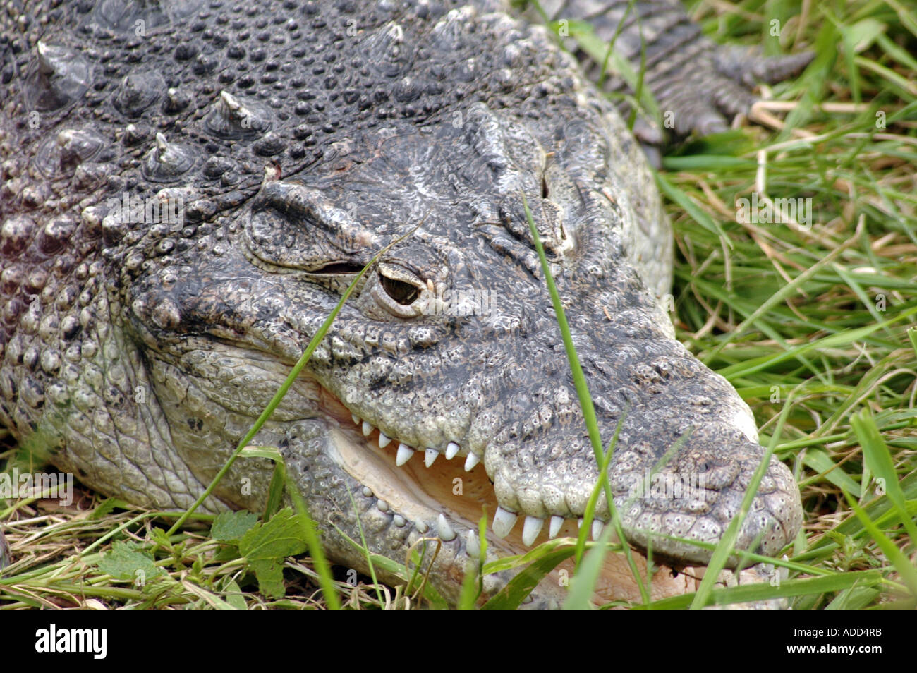 Cuban crocodile Crocodylus rhombifer Stock Photo - Alamy