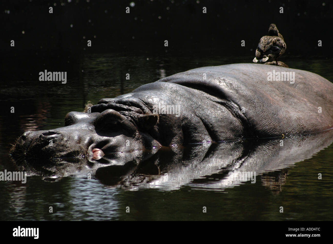 Hippo sit hi-res stock photography and images - Alamy