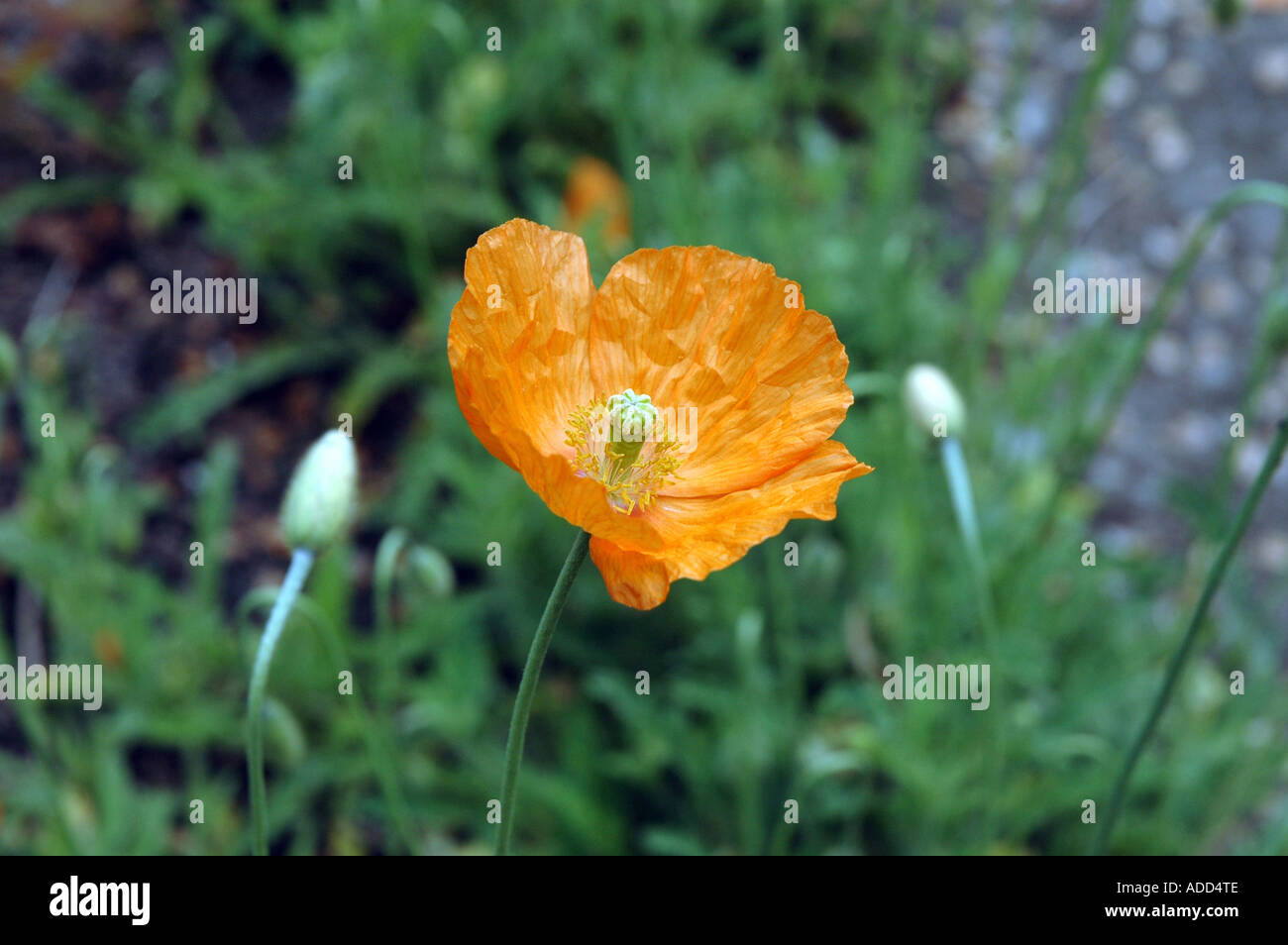 Papaver Atlanticum High Resolution Stock Photography and Images - Alamy