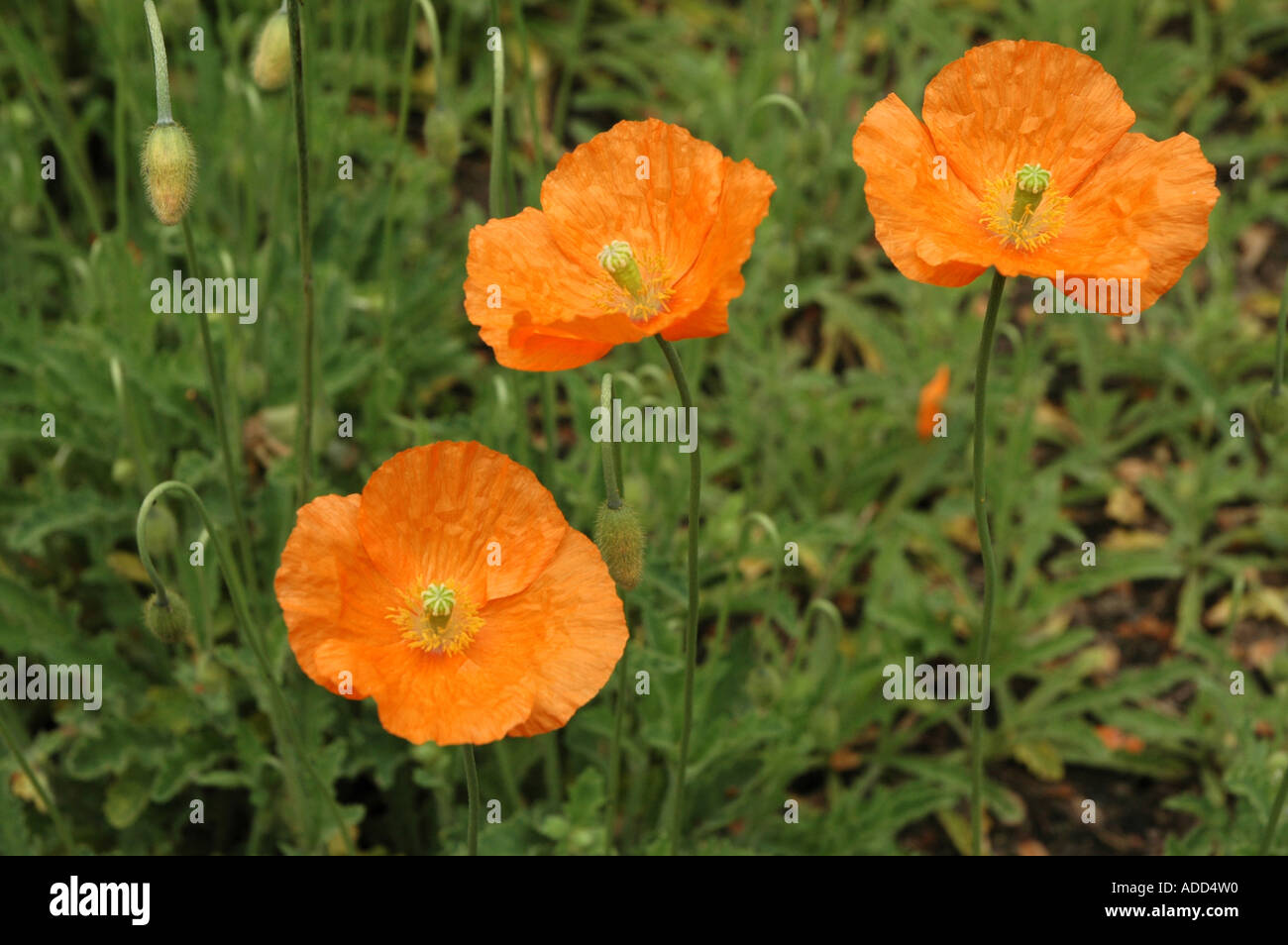 Atlanticum hi-res stock photography and images - Alamy