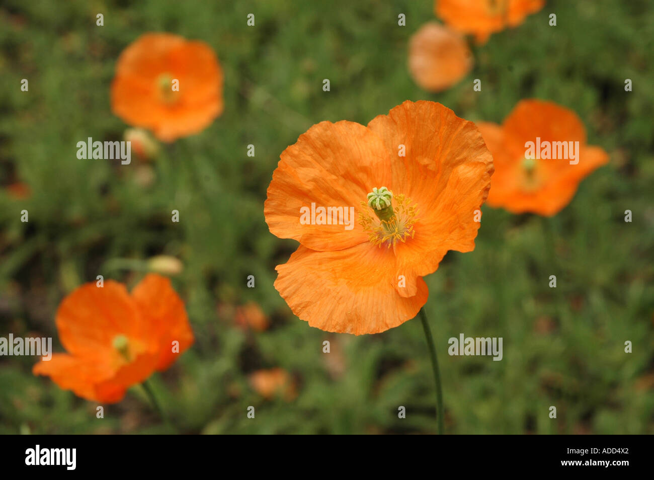 Atlas Poppy Papaver atlanticum also called Moroccan Poppy Stock Photo ...