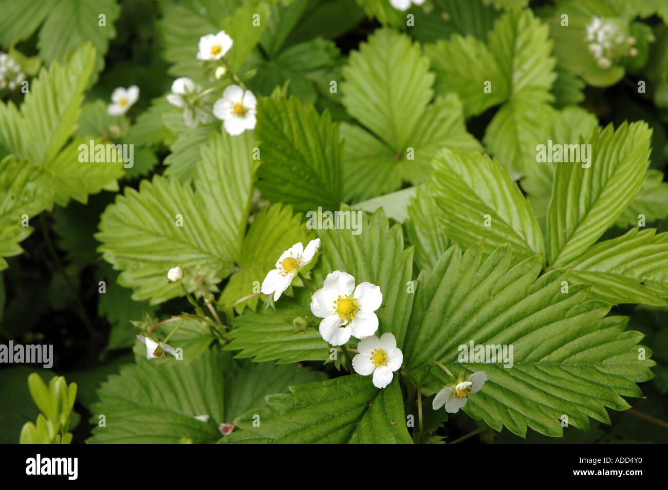 Woodland Strawberry Fragaria vesca also called European strawberry ...