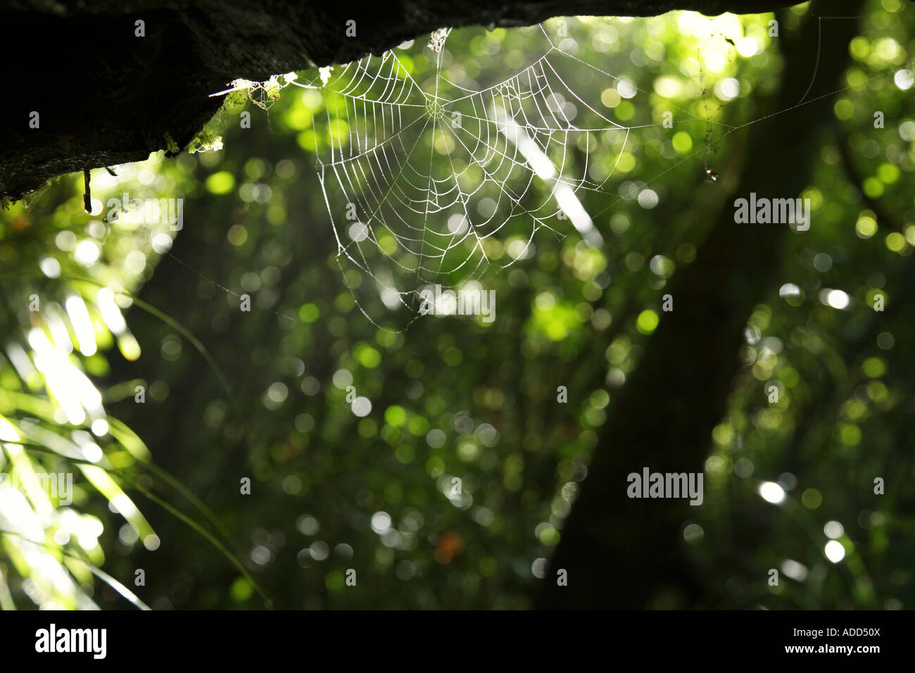 Spiders web in forest Stock Photo - Alamy