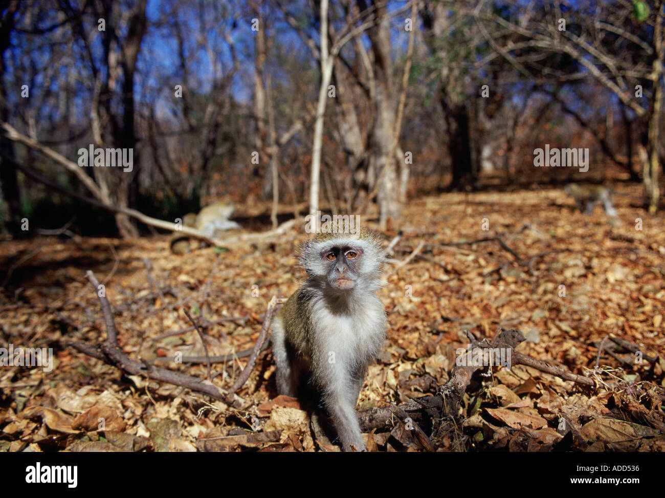 Young vervet monkey among fallen dead leaves in Zimbabwe Stock Photo ...
