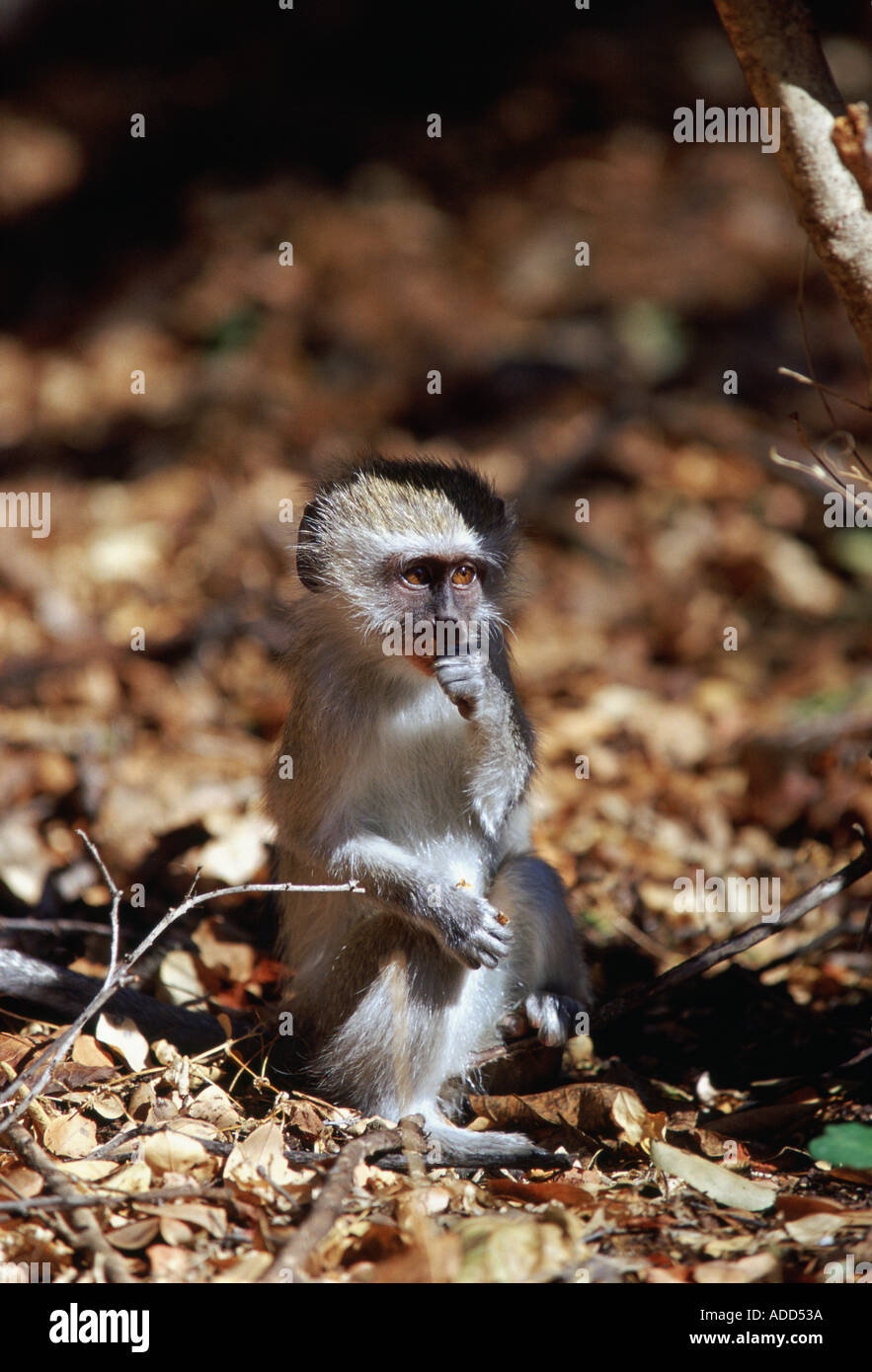 Young vervet monkey Zimbabwe Africa Stock Photo - Alamy
