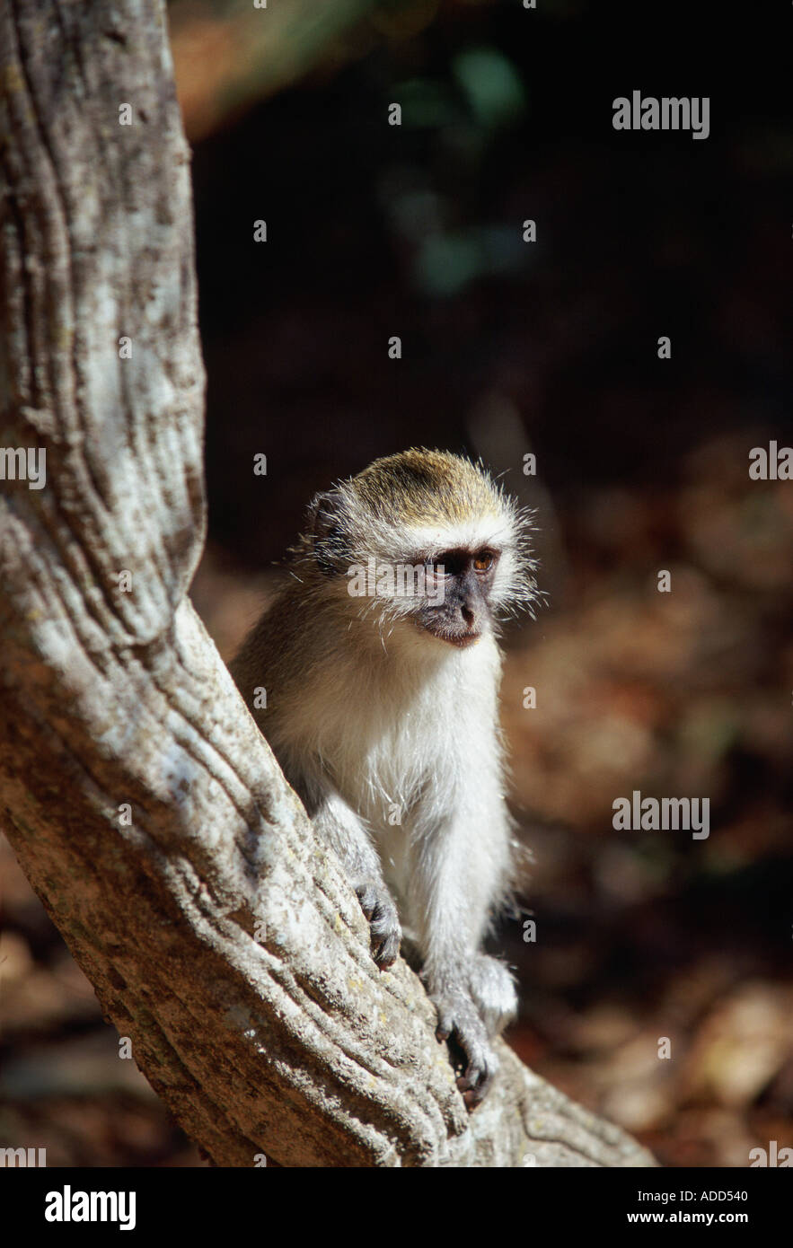 Young vervet monkey on a tree branch in Zimbabwe Africa Stock Photo - Alamy