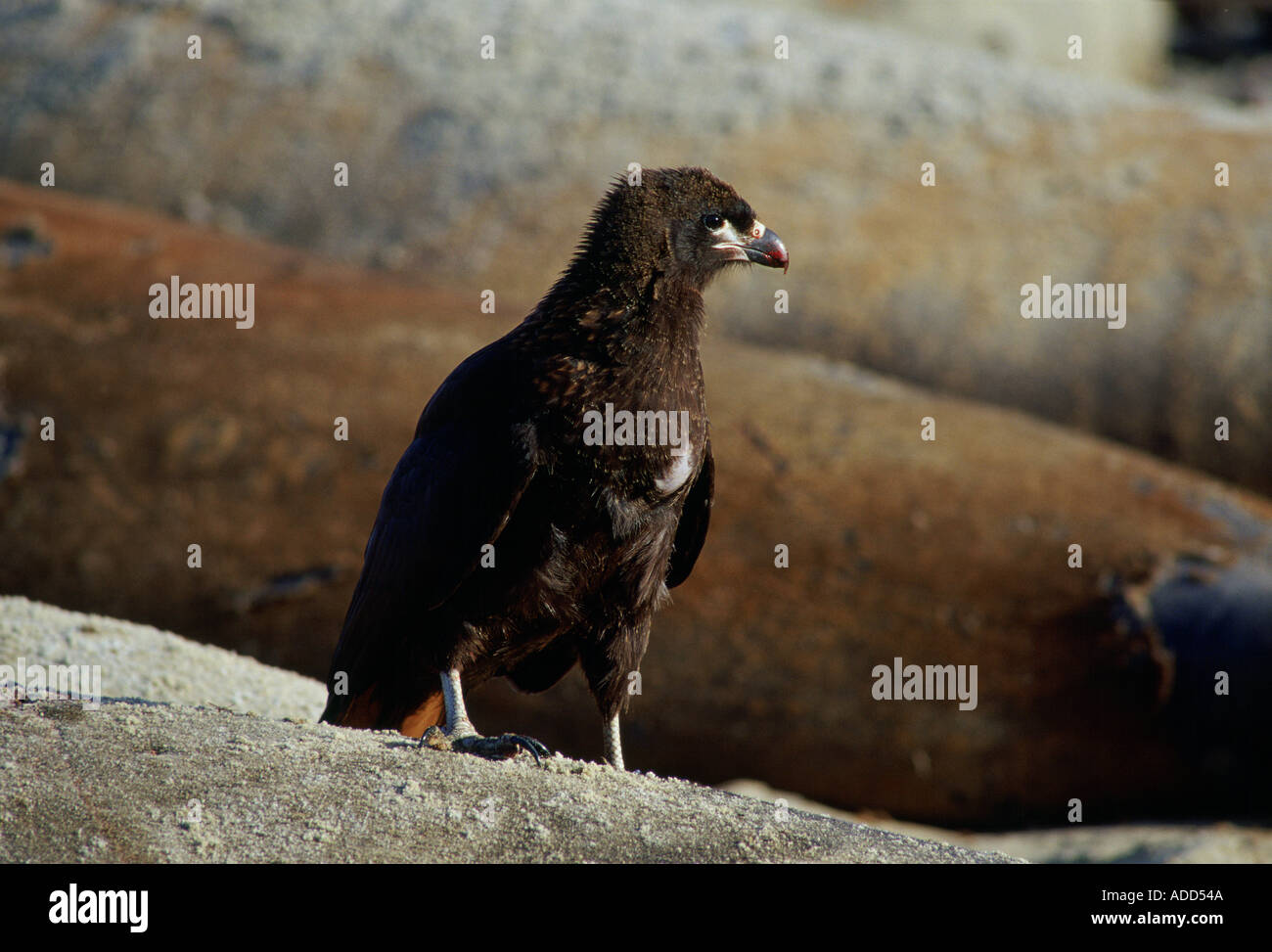 Johnny rook birds falklands hi-res stock photography and images - Alamy