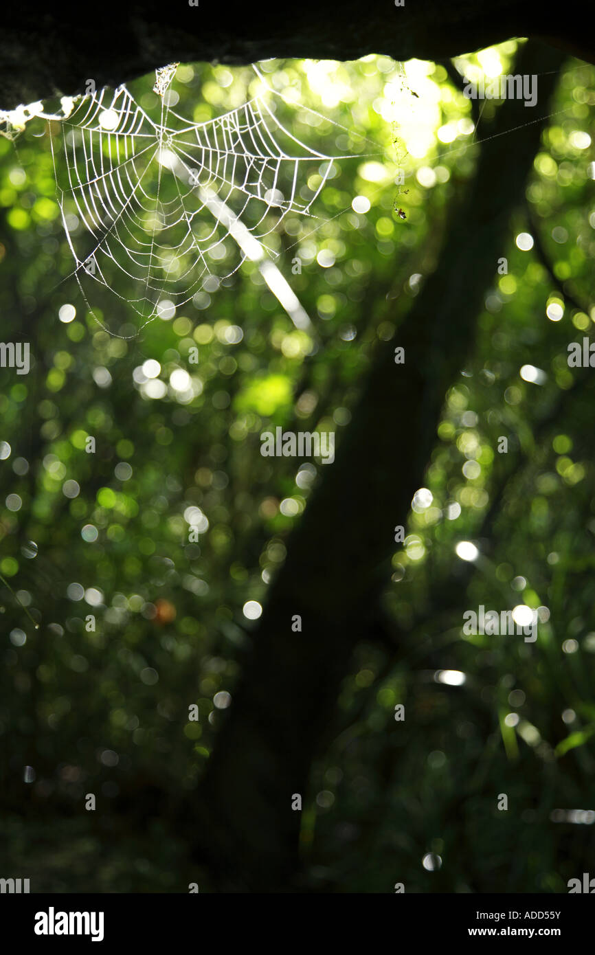 Spiders web in forest Stock Photo - Alamy
