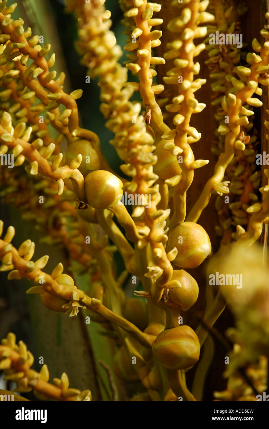 Coconut palms flower Kerala Backwaters, India Stock Photo - Alamy