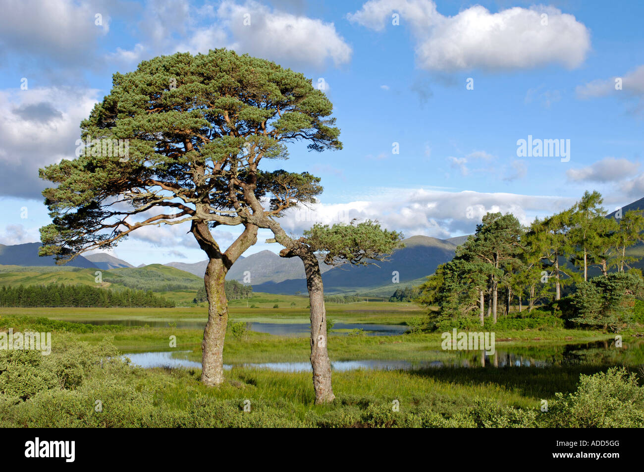 Scots Pine Trees at Inveroran Froest Lodge Bridge of Orchy Stock Photo ...