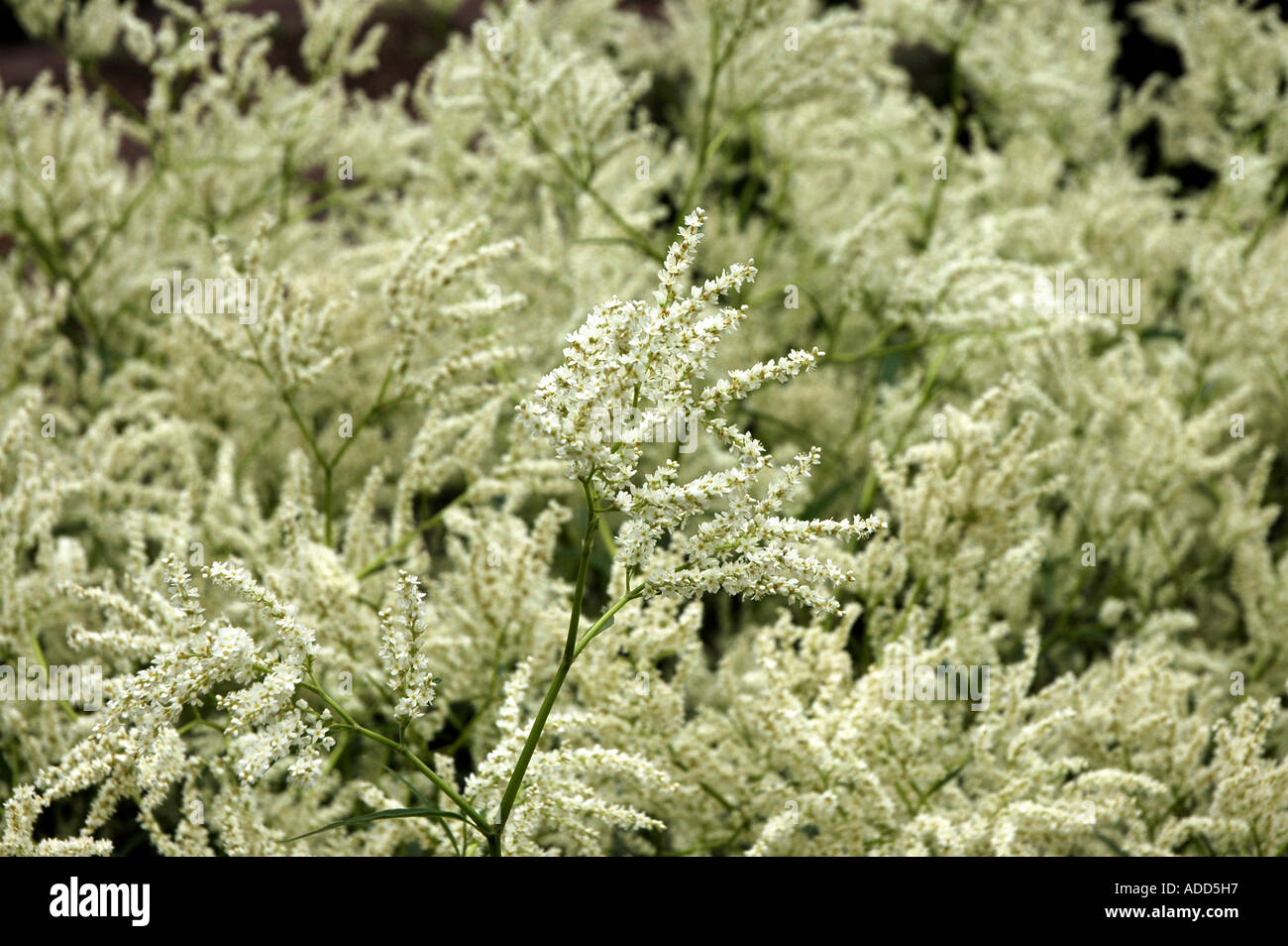 Alaska wild rhubarb Polygonum alpinum also called Alpine Knotweed Stock ...