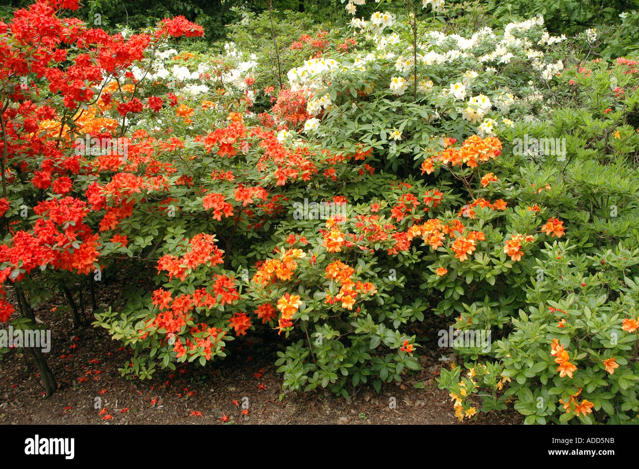 Red and white rhododendron shrub in full bloom hi-res stock photography ...