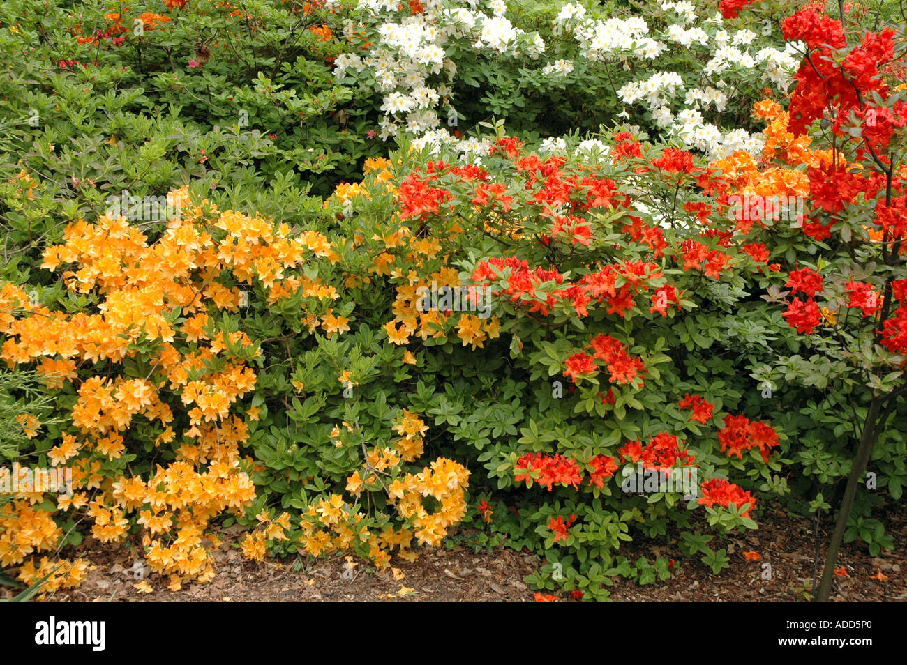 Red and white rhododendron shrub in full bloom hi-res stock photography ...