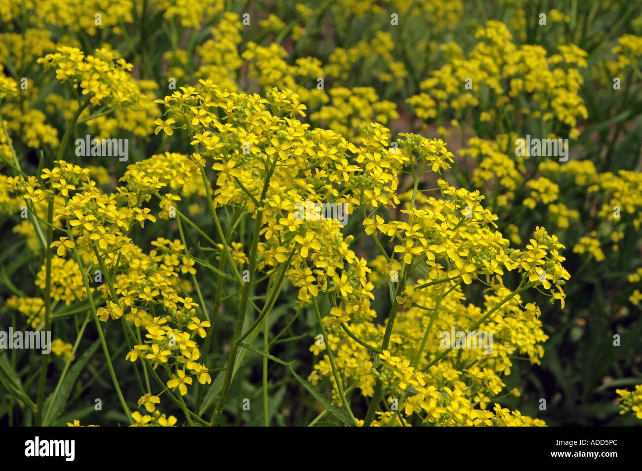 Turkish wartycabbage Bunias orientalis also called Turkish Rocket Stock ...