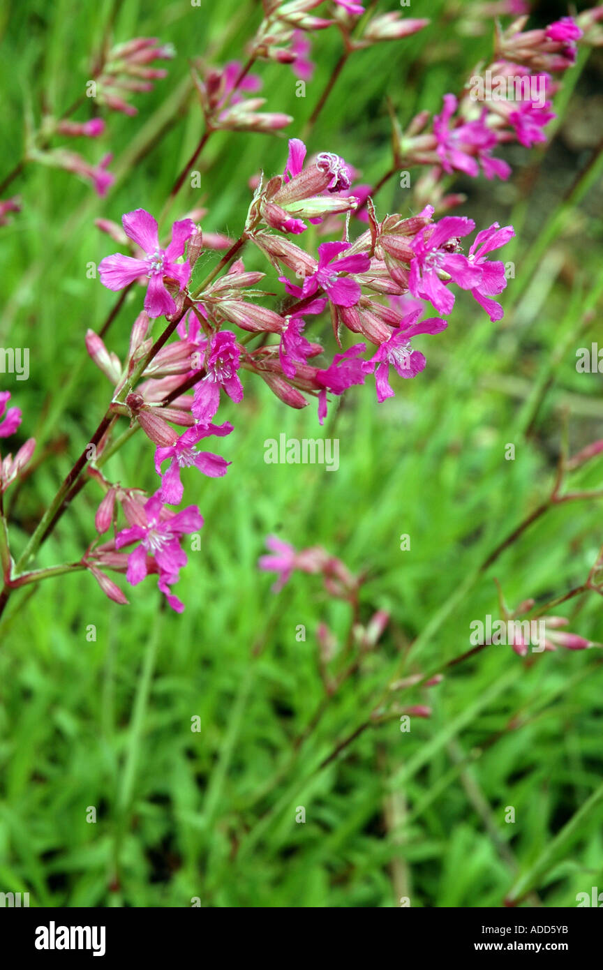 Sticky Catchfly Viscaria vulgaris synonym Lychnis viscaria Stock Photo ...
