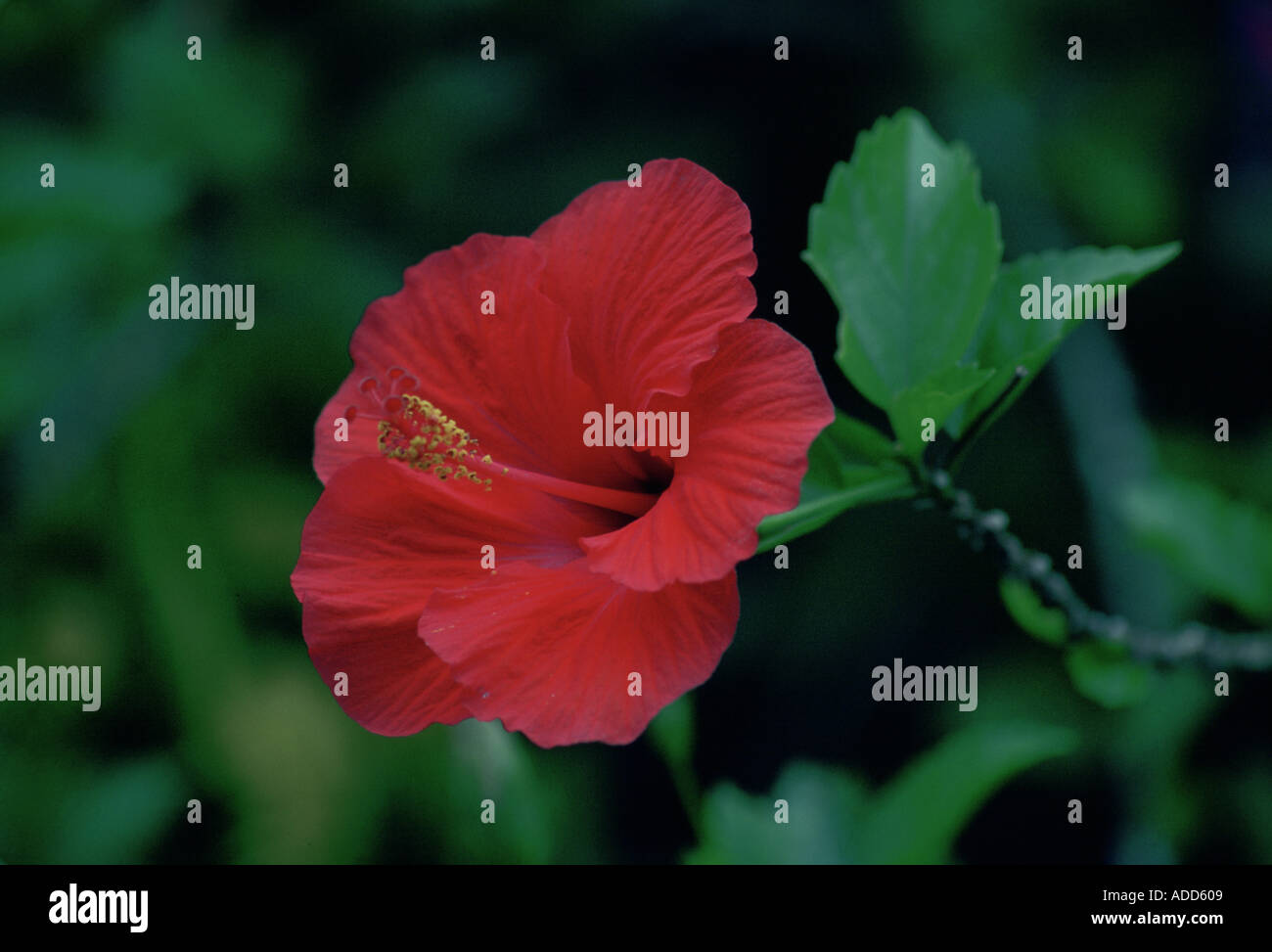 Solomon colors hi-res stock photography and images - Alamy