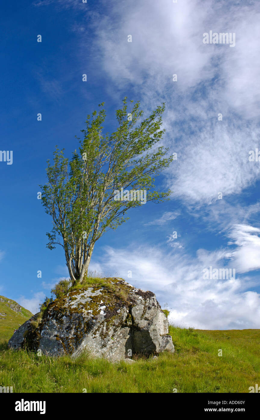 Rowan Tree in Rock Glencoe Inverness-shire Scottish Highlands Region ...