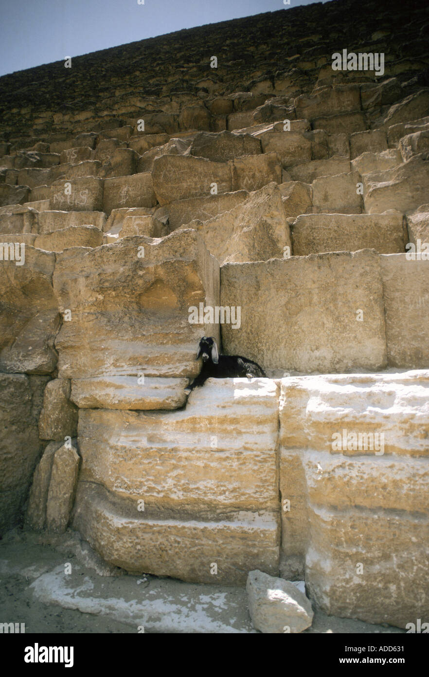 Lone goat sheltering among the stones of the Great Pyramids in Egypt ...