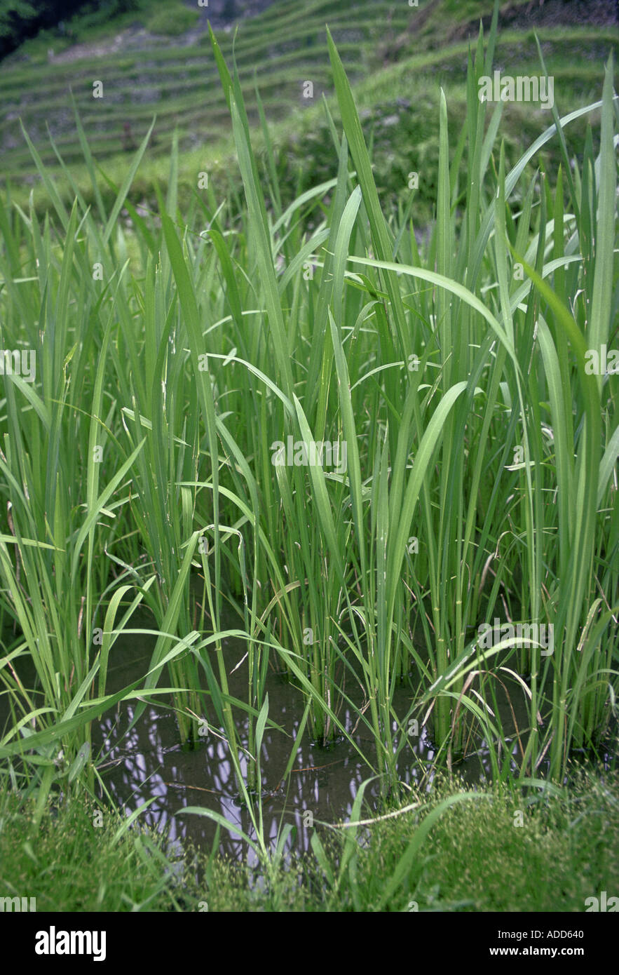 Rice crop growing in philippines hi-res stock photography and images ...