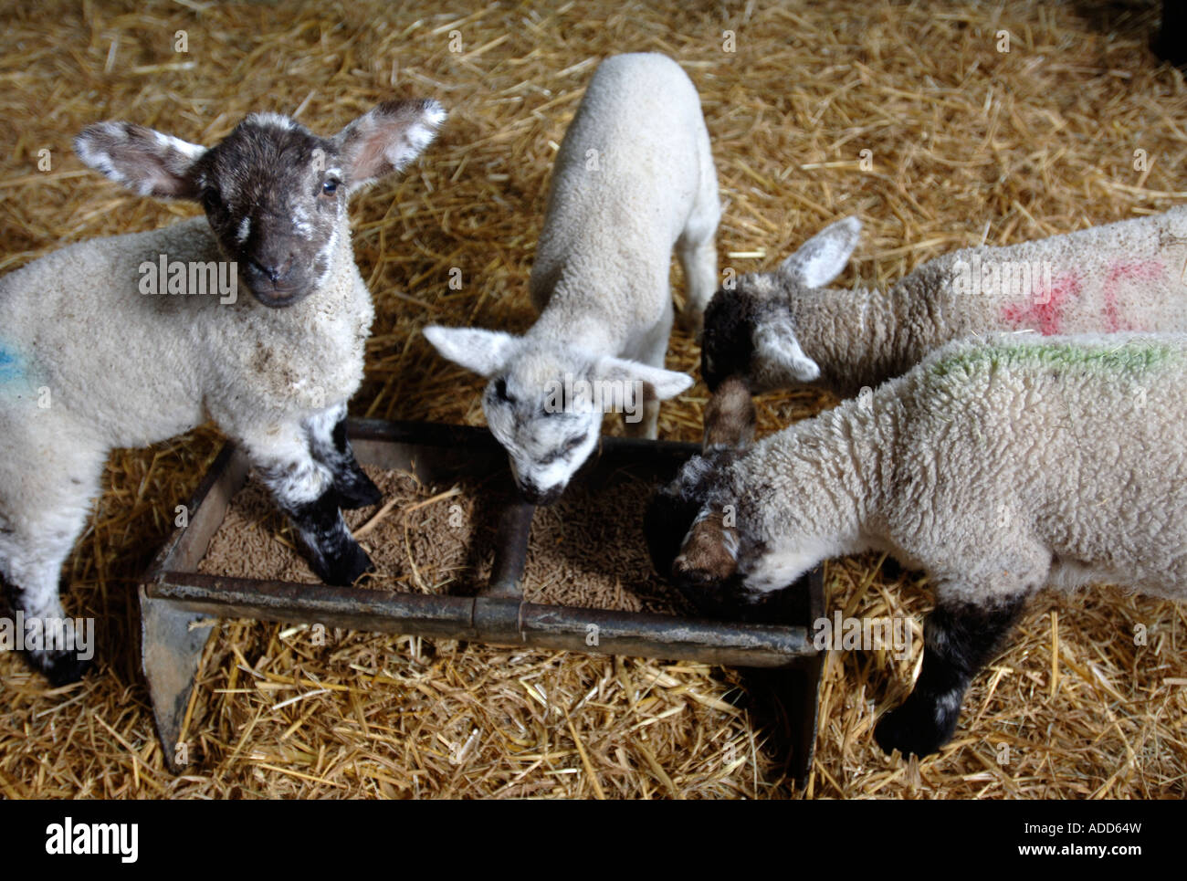 FOUR LAMBS FEEDING IN A PEN UK Stock Photo - Alamy