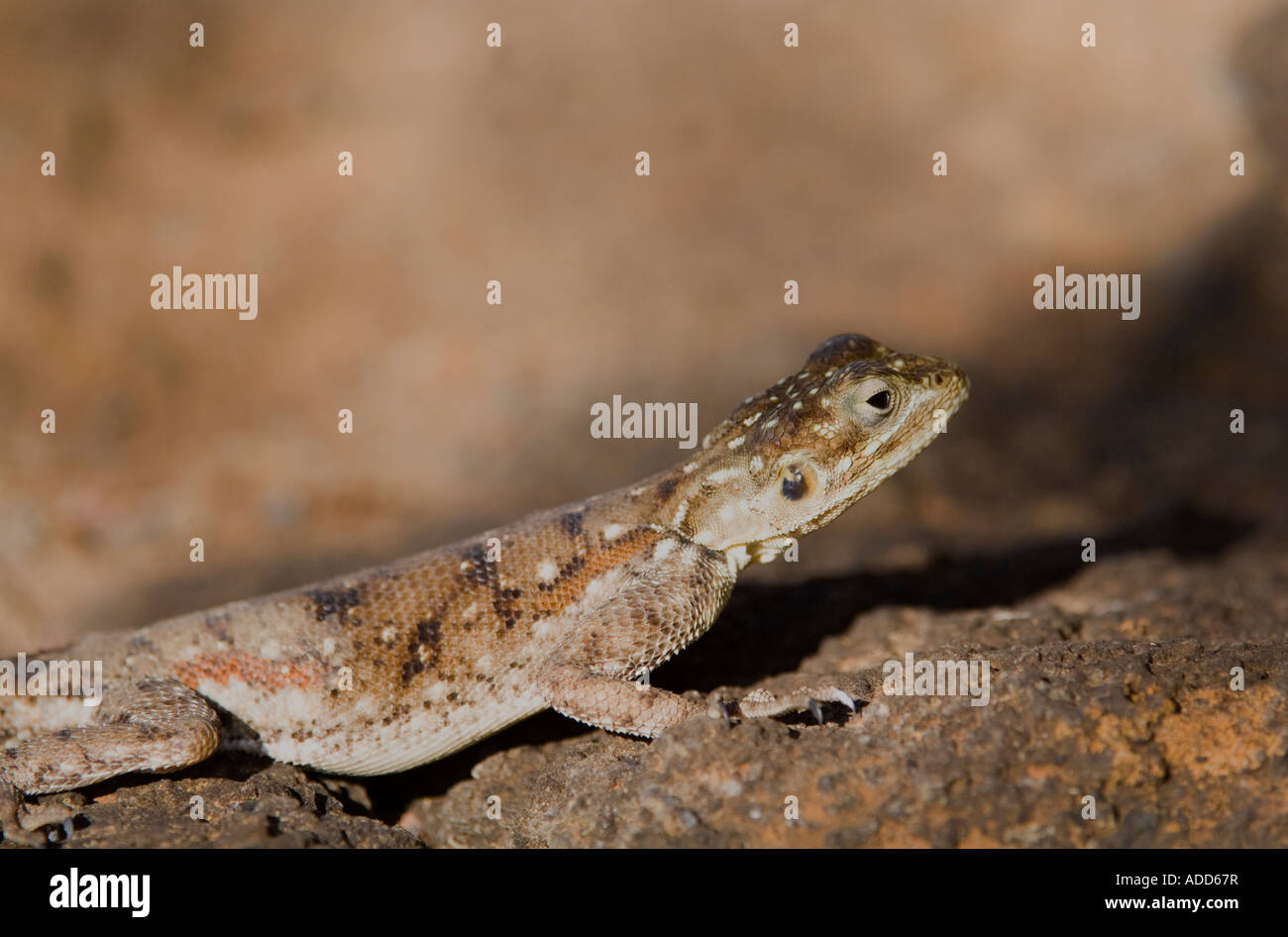 Lizard downs hi-res stock photography and images - Alamy
