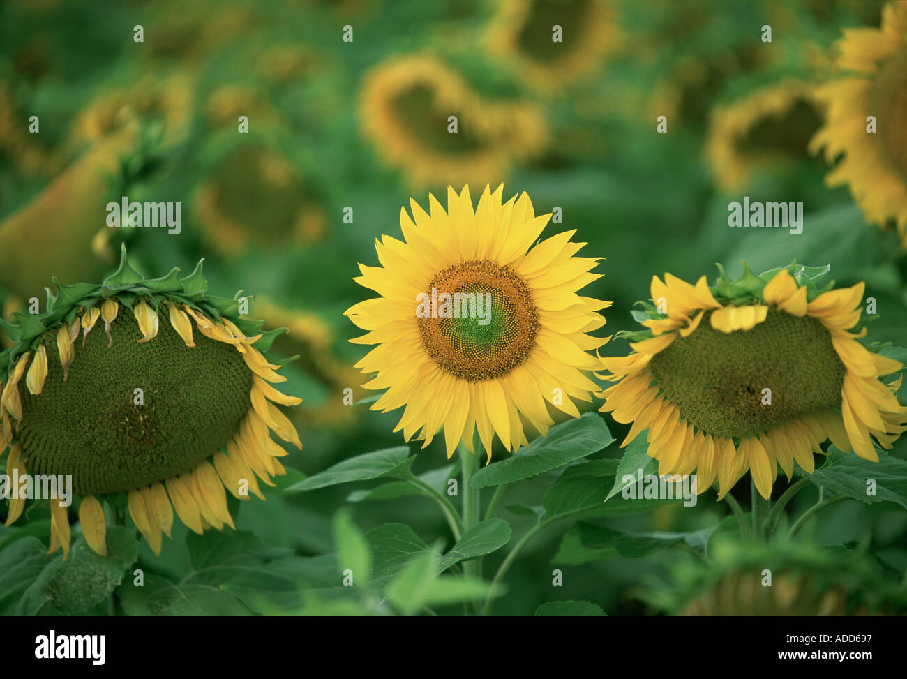 Standing out from the crowd a healthy sunflower while others wilt and ...