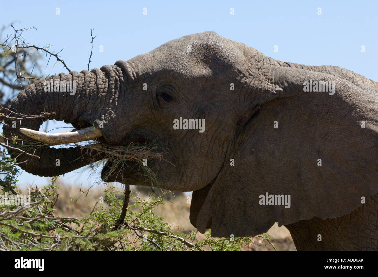 African Elephant feeding Stock Photo - Alamy
