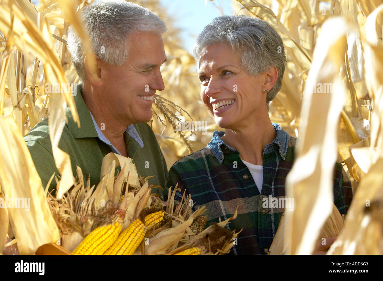senior Caucasian couple smile while harvesting golden corn in corn ...