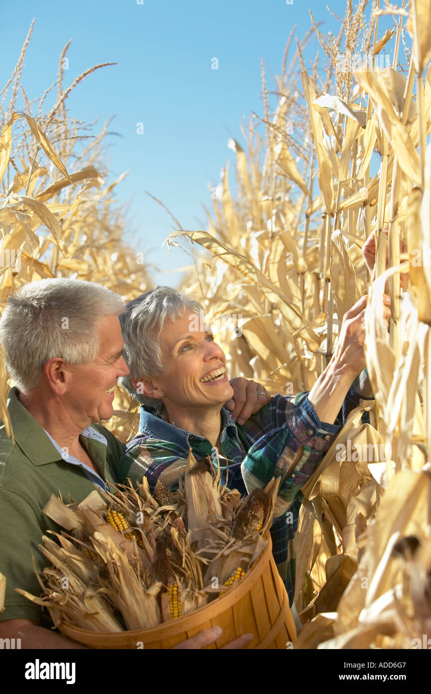senior Caucasian couple smile while harvesting golden corn in corn ...