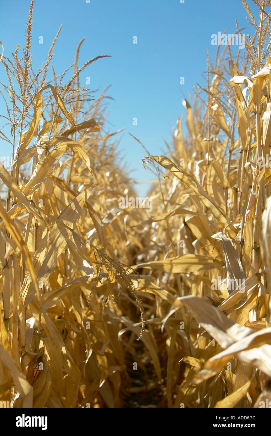 Golden autumn corn husks in corn field Stock Photo - Alamy