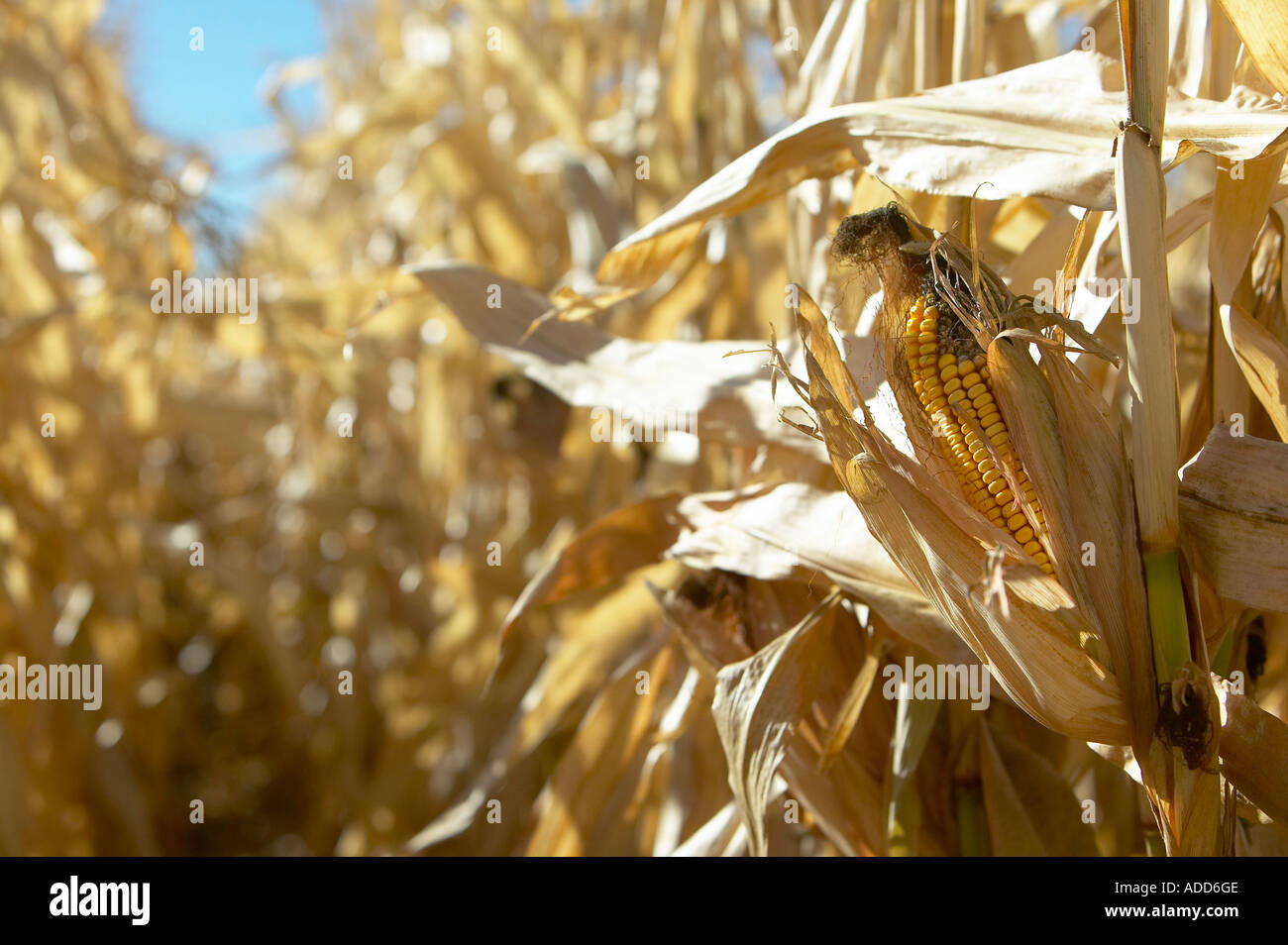 Golden autumn corn husks in corn field Stock Photo - Alamy