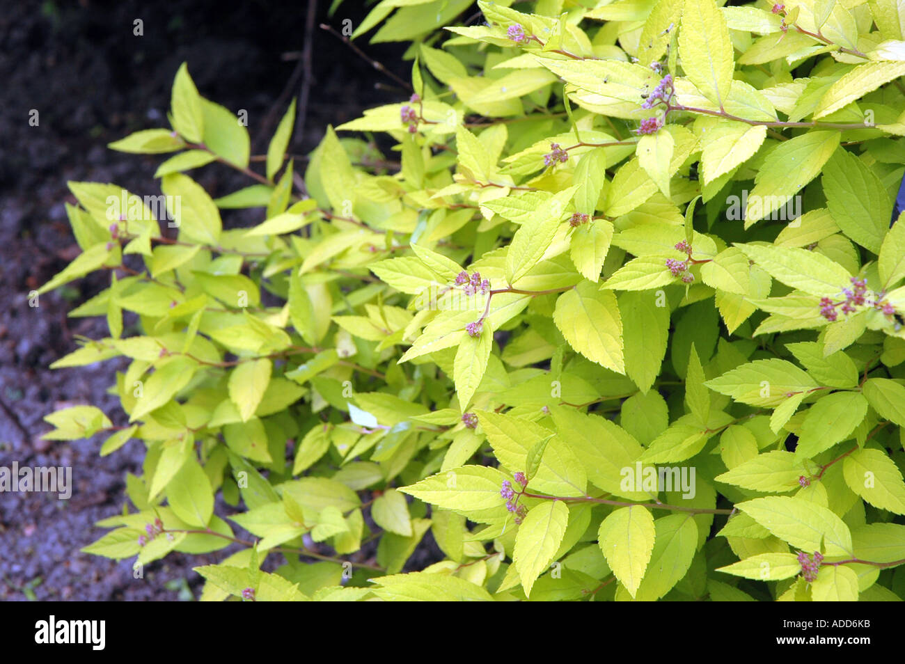 Japanese spirea Spiraea japonica variety Little princess Stock Photo ...