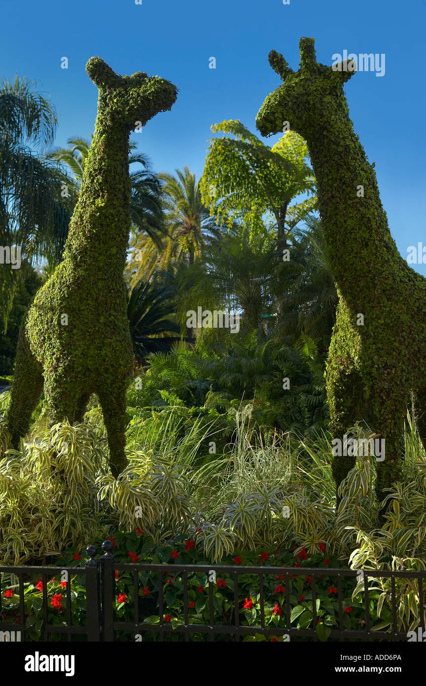 Life sized topiary plants shaped like giraffes Stock Photo - Alamy