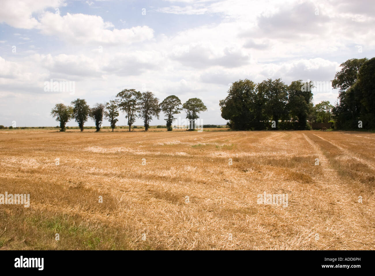 The Flat fields of Essex with the harvest over and a line of trees Nr ...