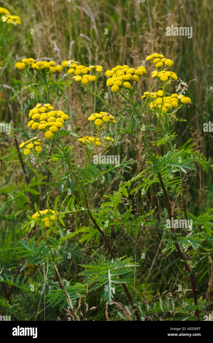 Flowering tansy plant Stock Photo - Alamy